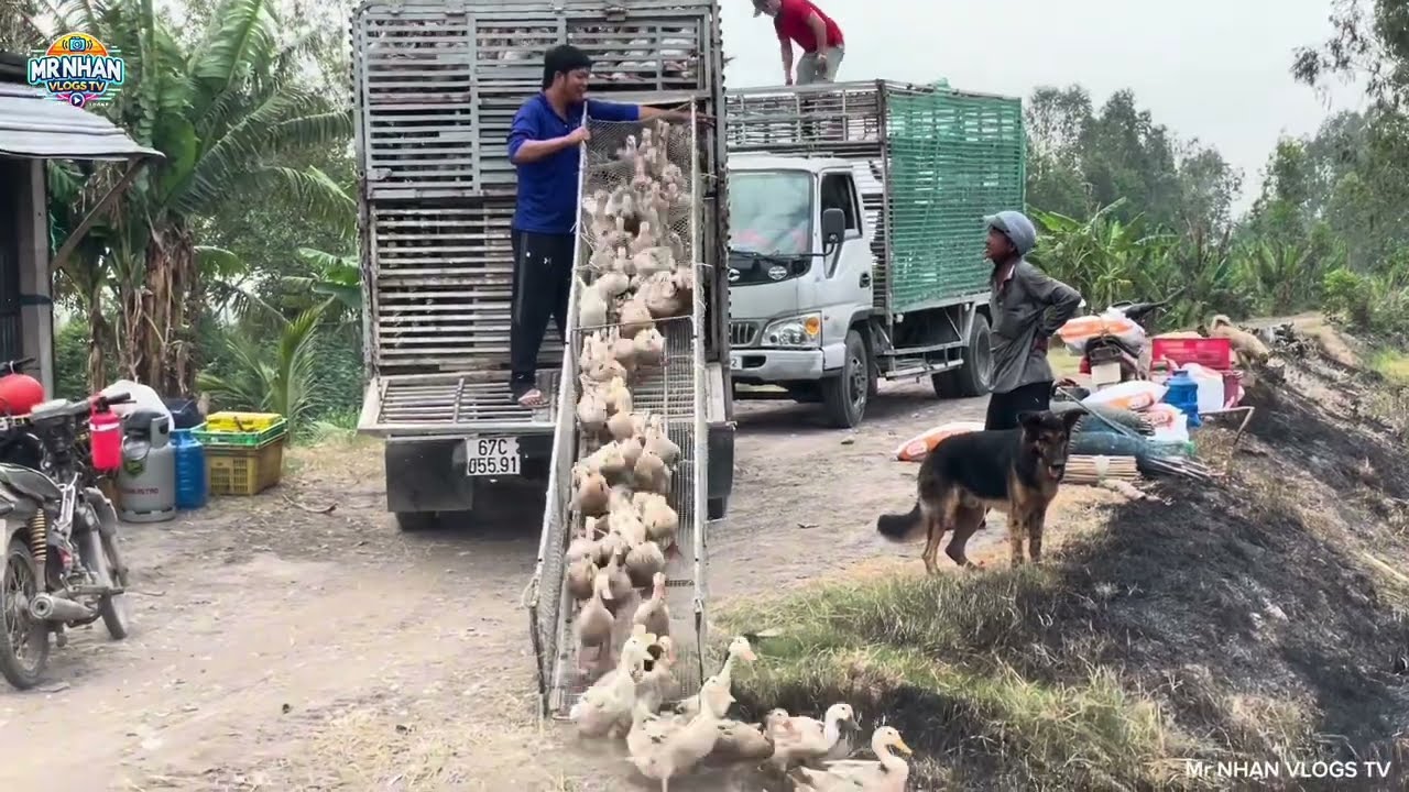 Full Video Daily Life of Raising Ducks in the Field High Productivity and Efficiency Mr Nhan ...