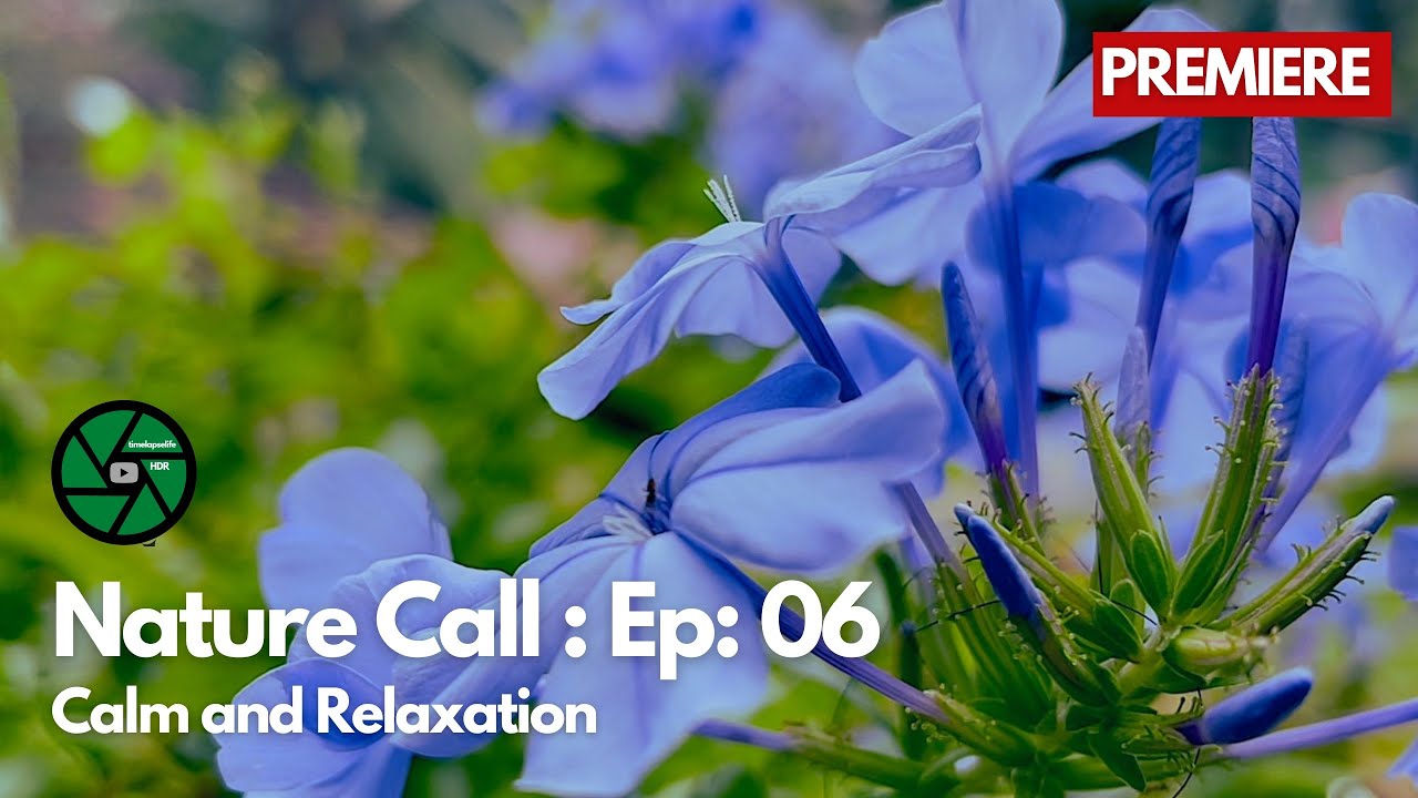 Calm and Relaxation | Episode 6 / Timelapse Life HDR - YouTube
