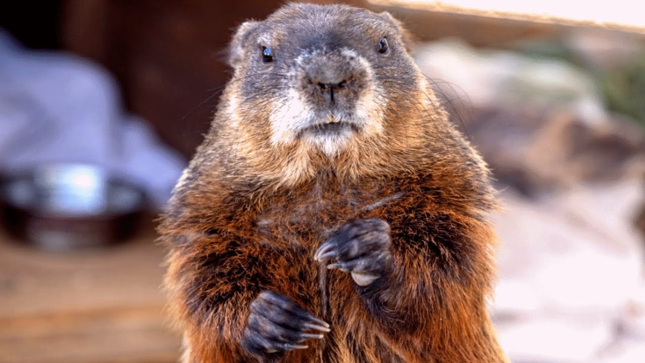 Groundhog finds comfort in food after movie career bust - YouTube