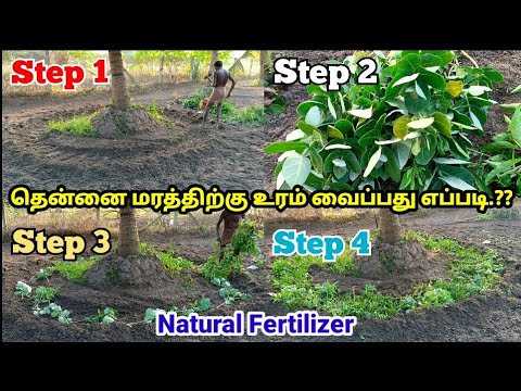 Organic Fertilizer For Coconut Tree | Natural Fertilizer | How To make ...