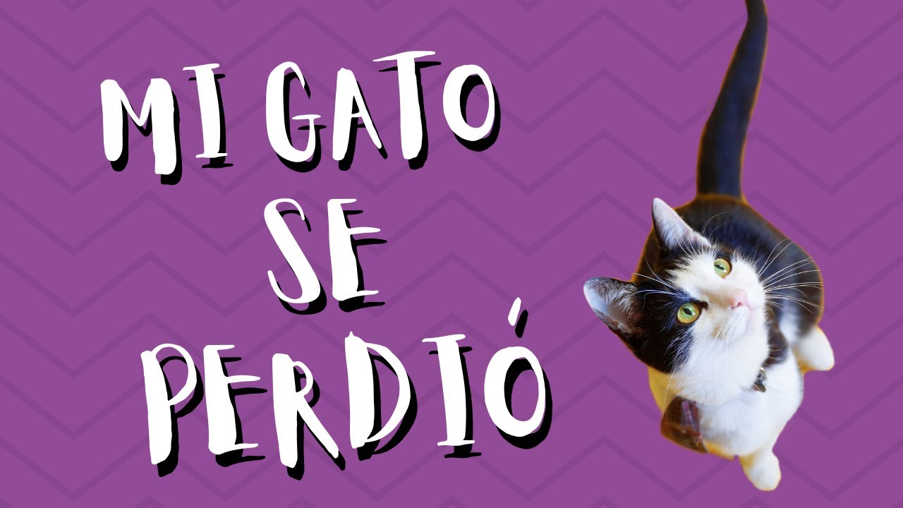 MI GATO SE PERDIÓ | Cómo encontrarlo? - YouTube
