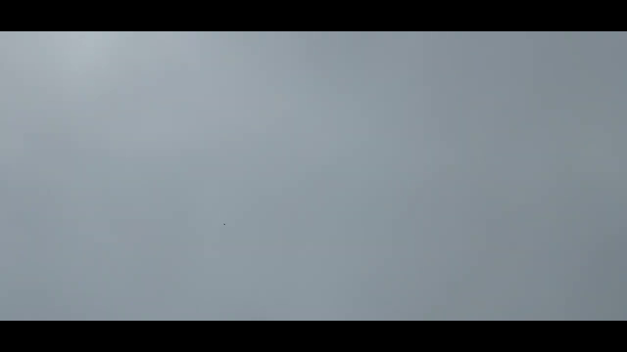 Wilson's Snipe winnowing - YouTube