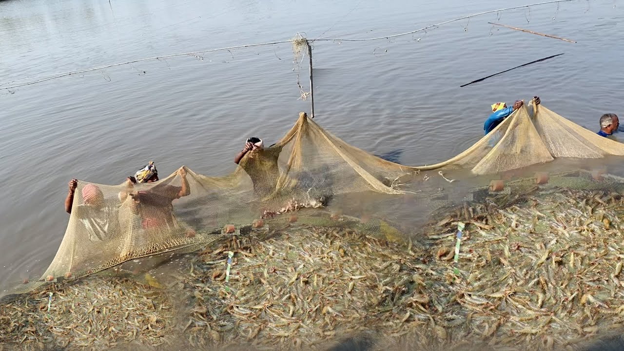PRAWNS EXPORTING FROM POND 🦐🦐🦐 || LIVE PRAWNS || FISHING HARBOER ...