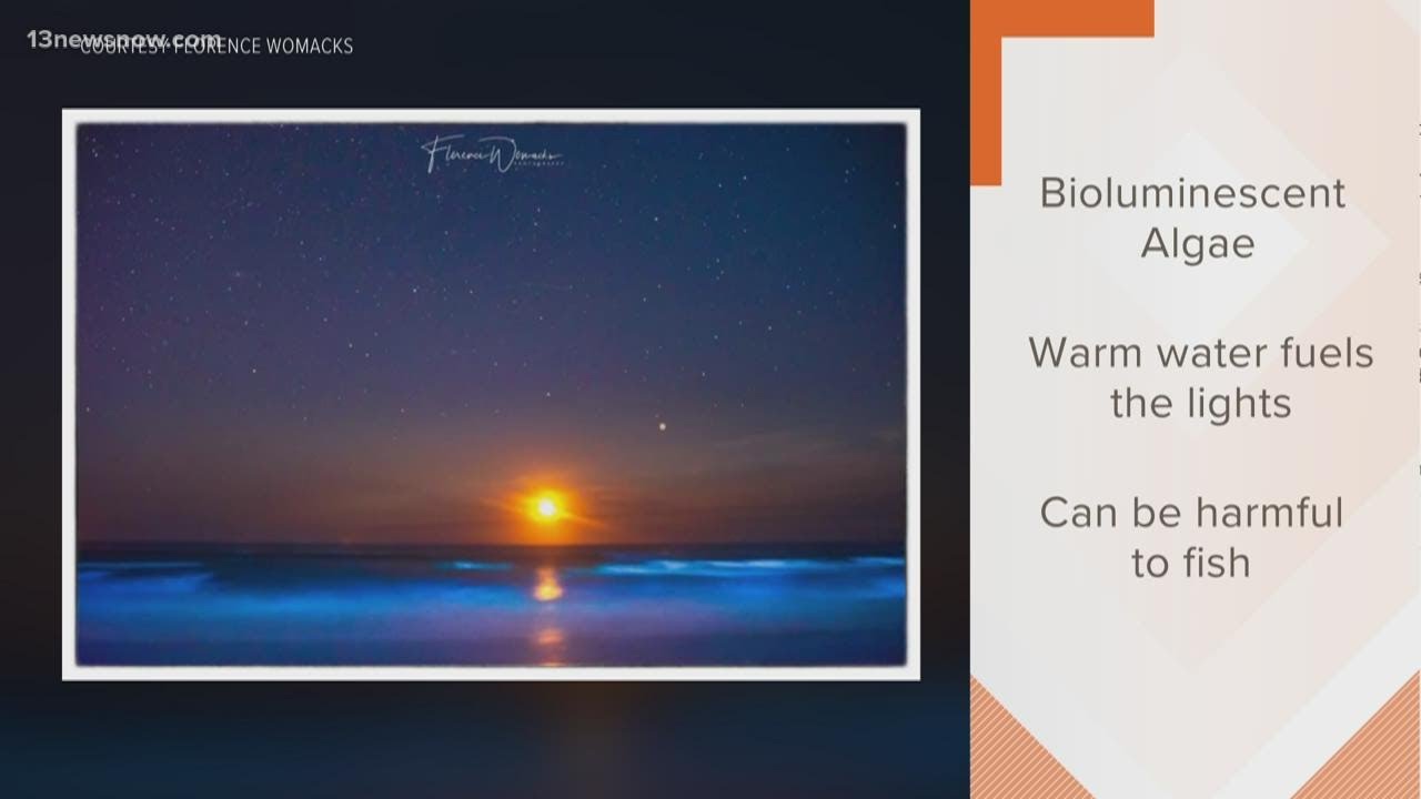 What is bioluminescent algae? - YouTube