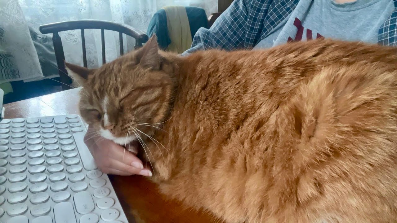 Cute orange cat snuggles up on a rainy day - YouTube