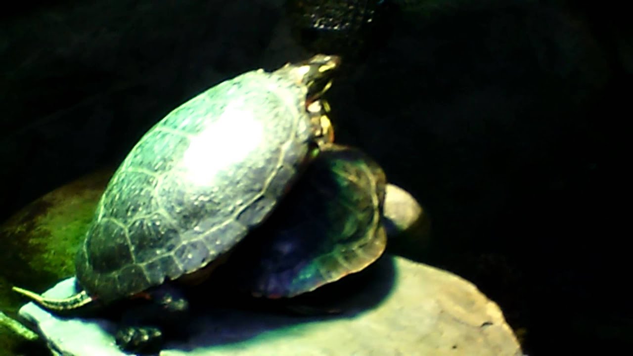 Turtle Sexe Orgasm - Crying - YouTube