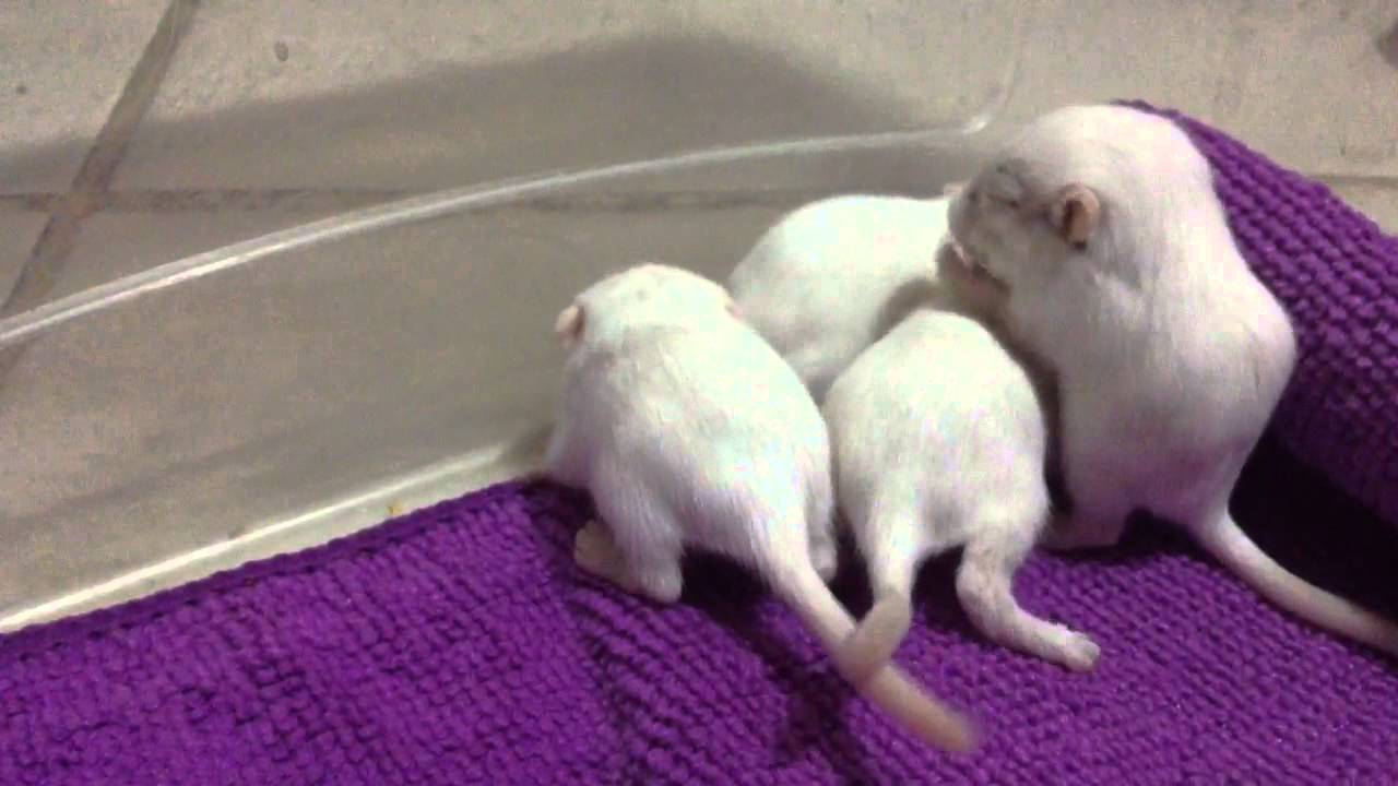 Filhotes de esquilo da Mongólia brancos (com 15 dias) - YouTube