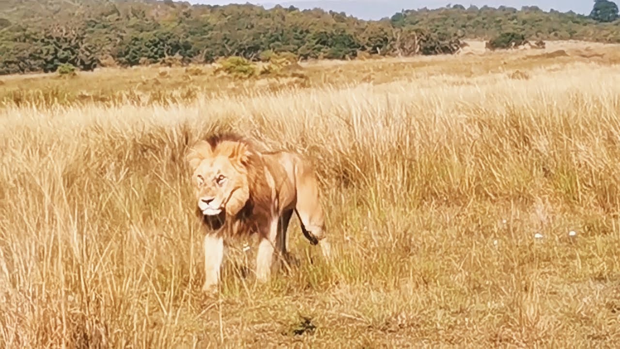 Bilashaka Male Lions | Masaimara | 12 December 2024 - YouTube