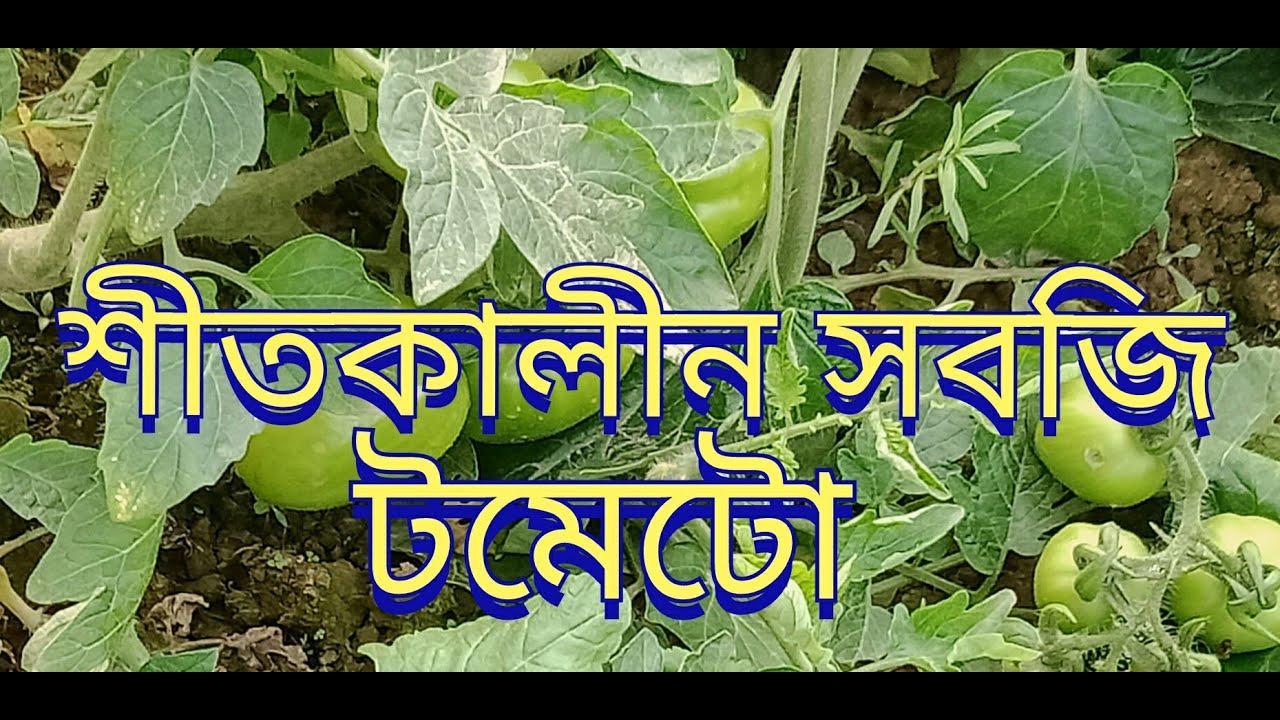 Sobji Bagan Akane Ace Onek Rokom Sobji Gac - YouTube