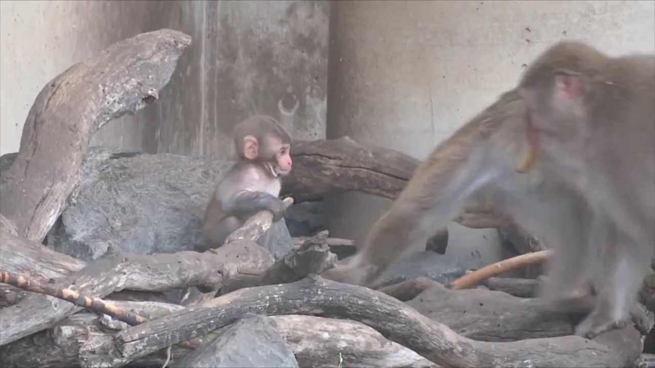 Baby Snow Monkey (Japanese Macaques) 2013 - YouTube