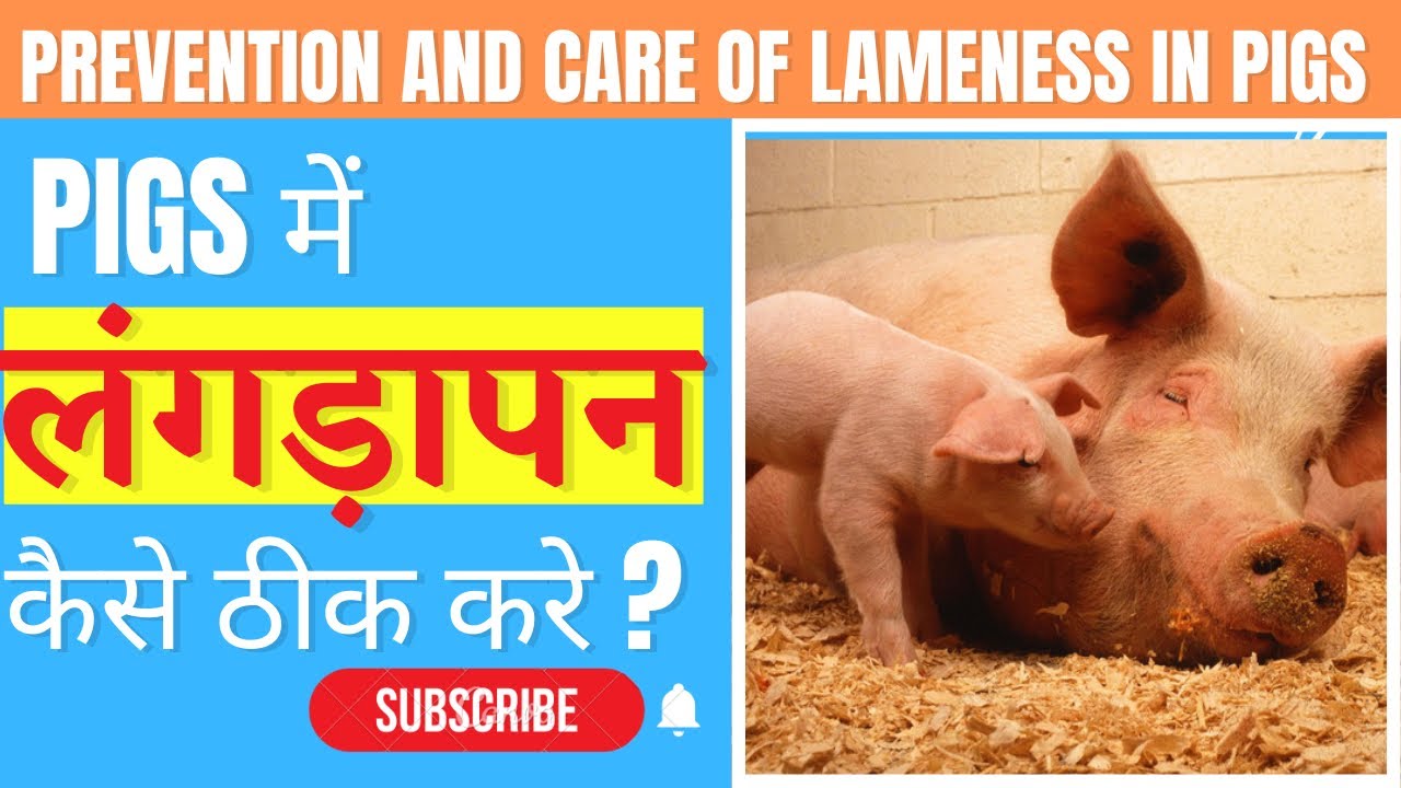 Pigs में लंगड़ापन के कारण और 100% इलाज | Lameness in Pigs | Causes ...