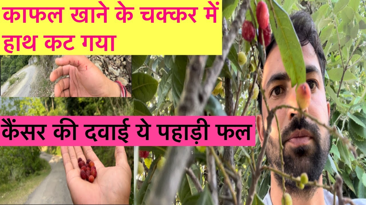 (काफल) Cancer ki Dawai 💊 ye phadi fal ||Delicious kafal fruit #cancer # ...