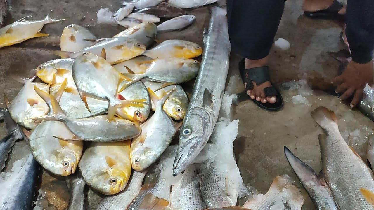 fish rates latest fish rates update fish price karachi fisheries - YouTube
