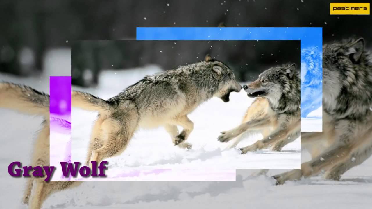 10 Most Downright Ferocious Or Ill Tempered Animals 2 - YouTube