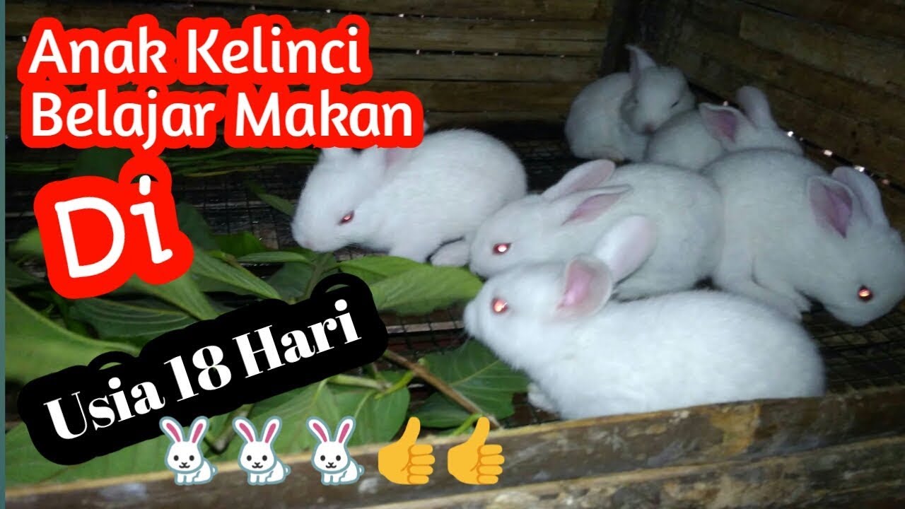 TERNAK KELINCI,Anak Kelinci Belajar Makan - YouTube