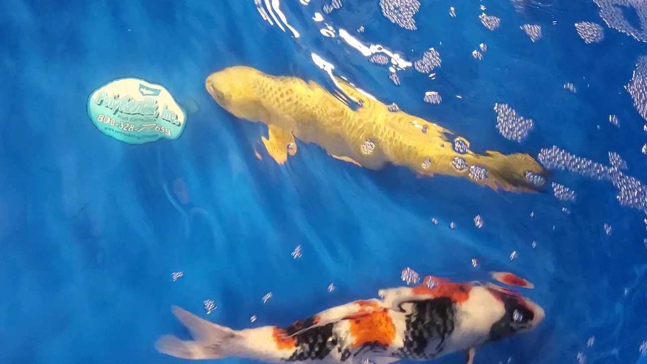 Atlanta Koi and Goldfish Show 2019(Koi Only) - YouTube