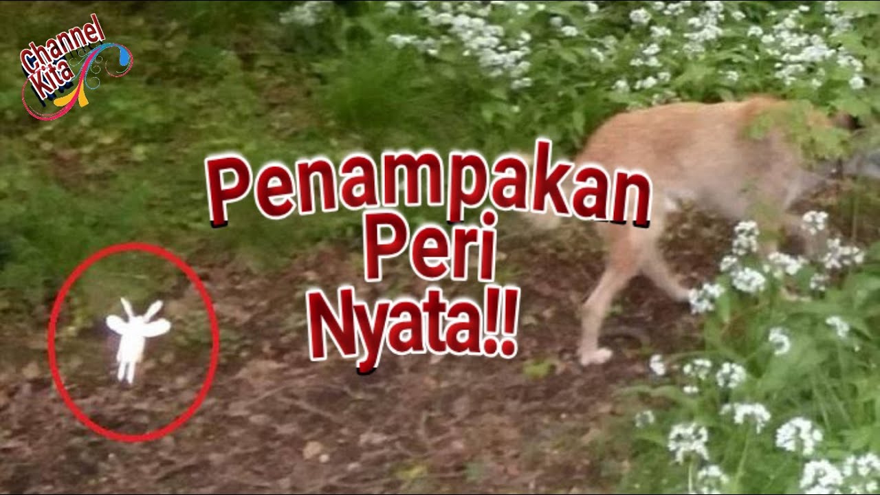 Jangan diabaikan!! Penampakan peri asli di dunia nyata | appearance of ...