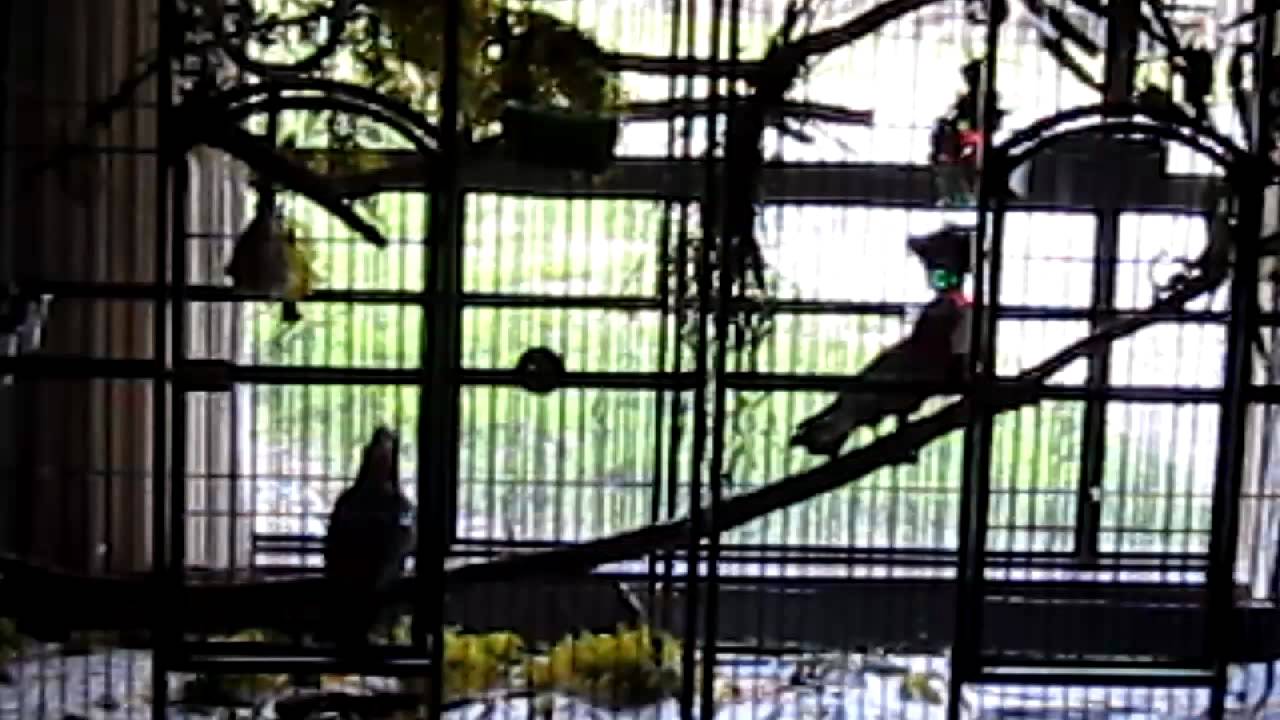 Silly Galah Screaming Hanging Upside Down - YouTube