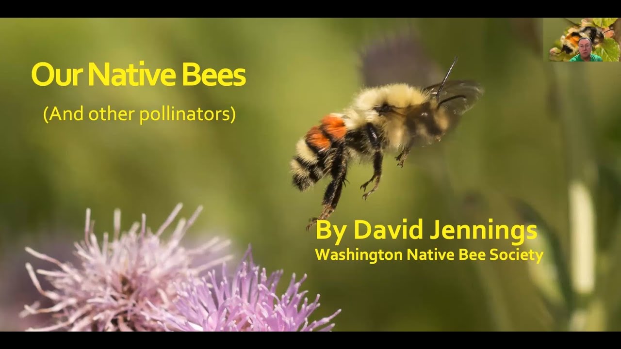 David Jennings: Our Native Bees (and other pollinators) - YouTube