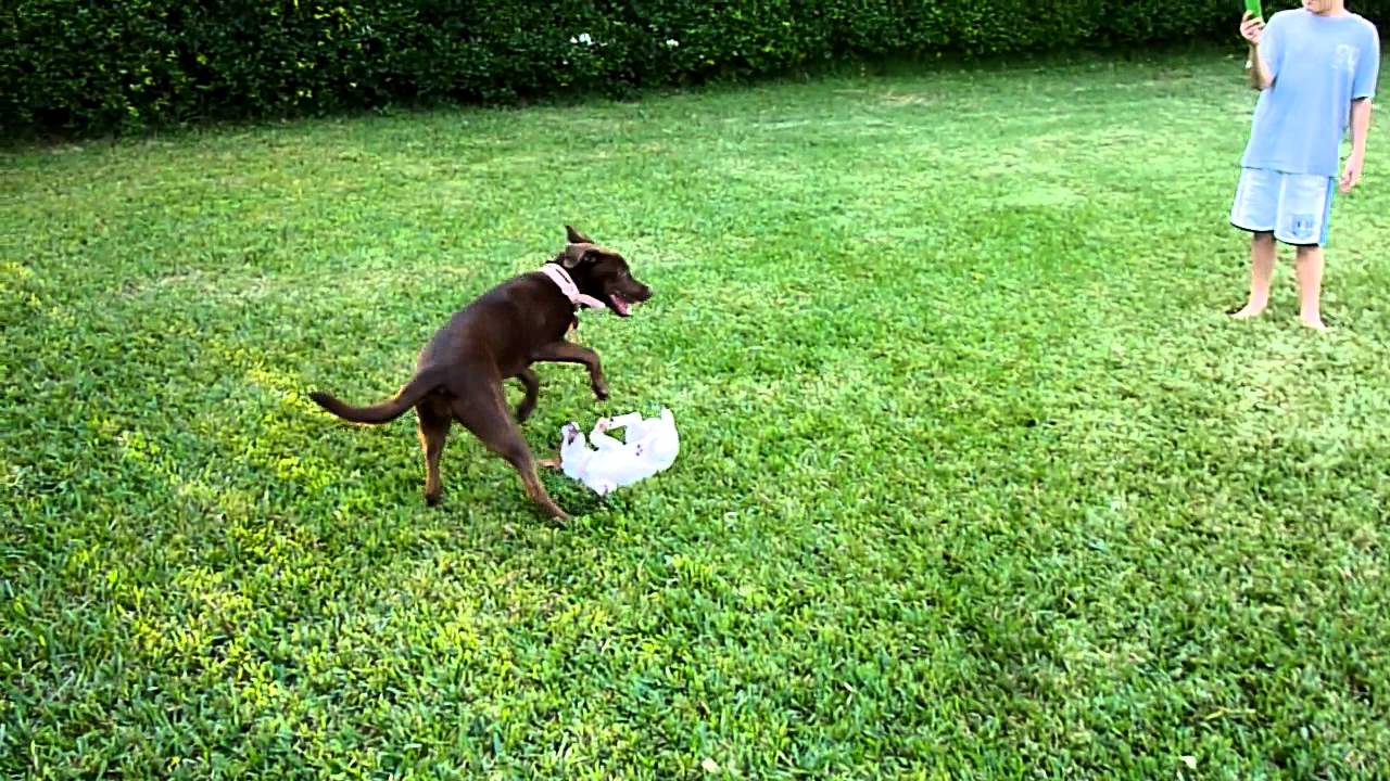 Jack Russell brutal attacks a Lab 2011.MTS - YouTube