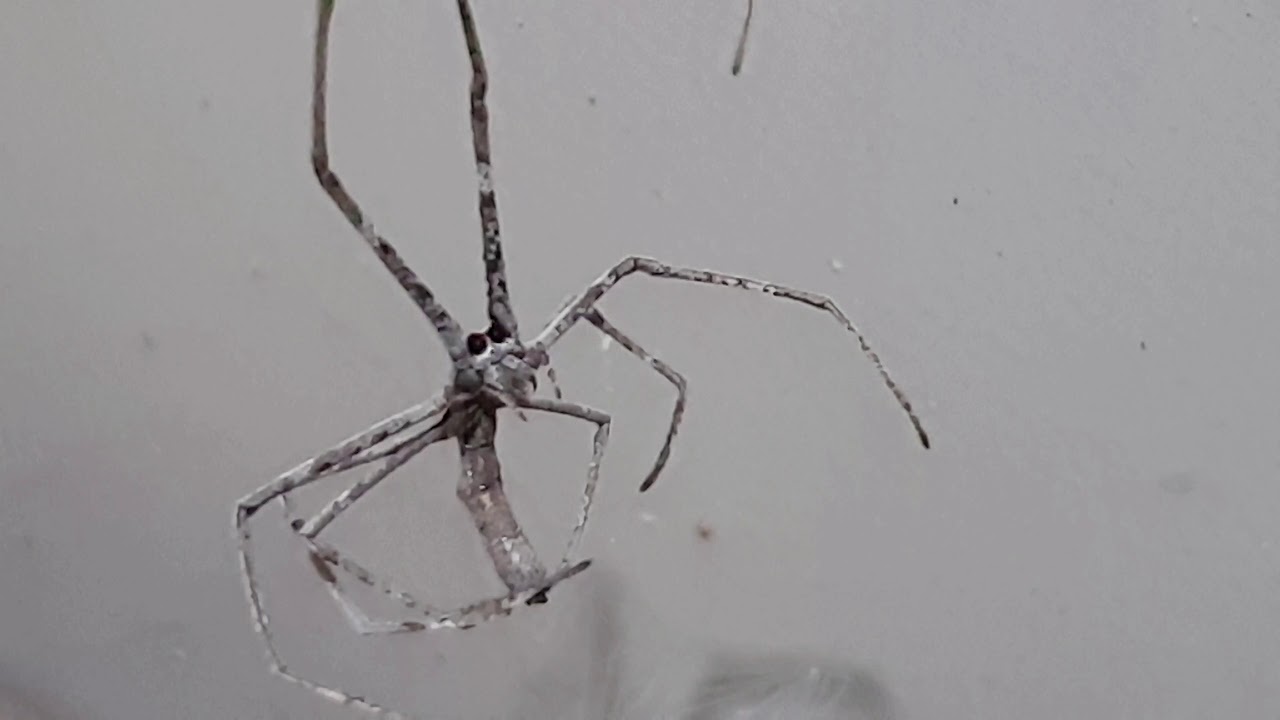 Deinopis subrufa (net casting spider) making his webbing to catch his ...