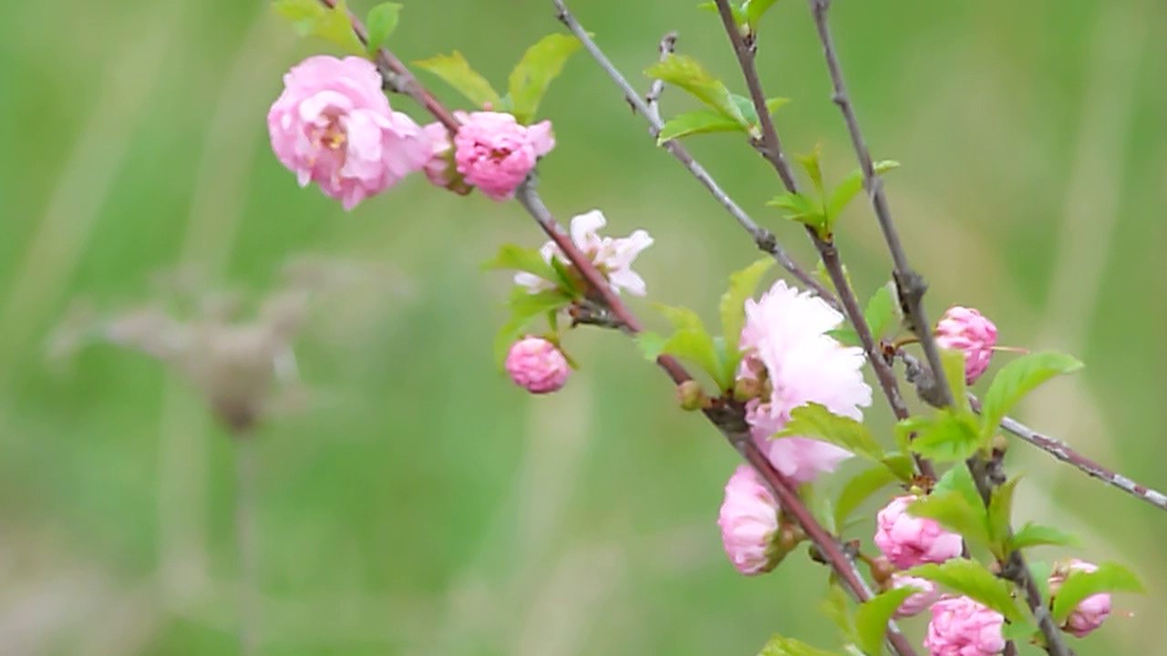 Creanga inflorita in vint - YouTube