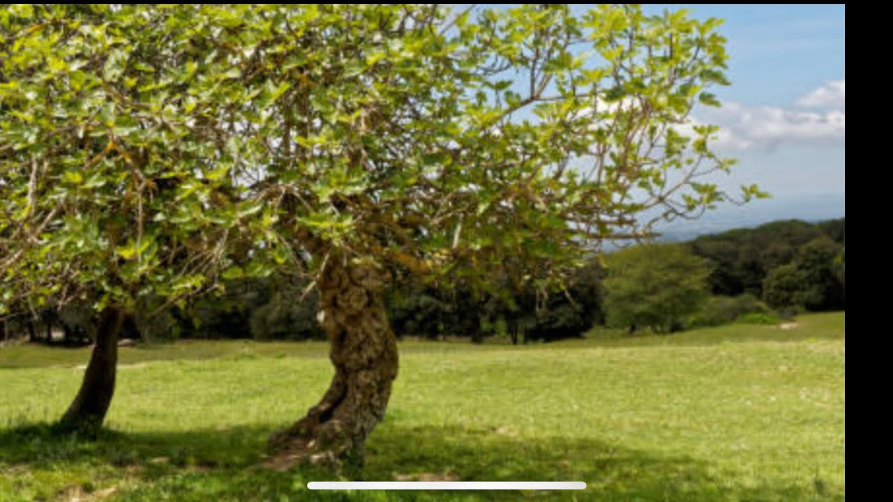 The Fig Tree Generation Dream… - YouTube