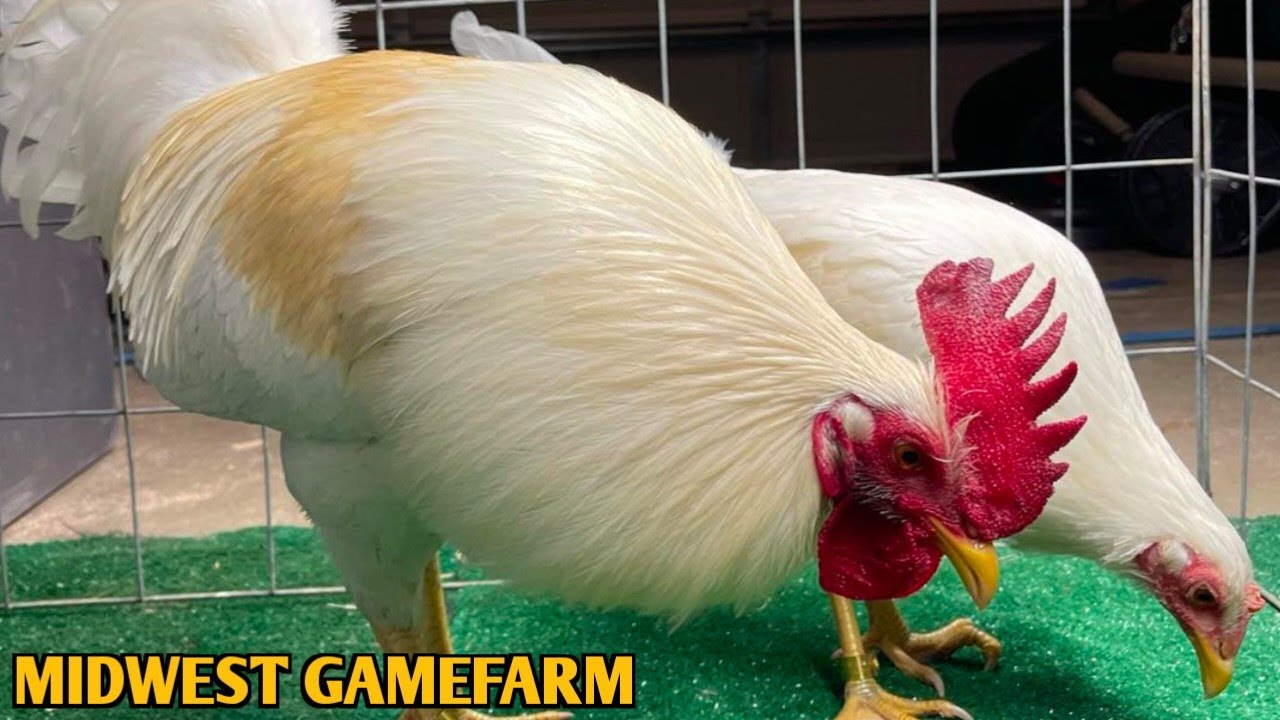 Pure White Claret Penny Hatch Foster Kelso - MIDWEST FARM - YouTube