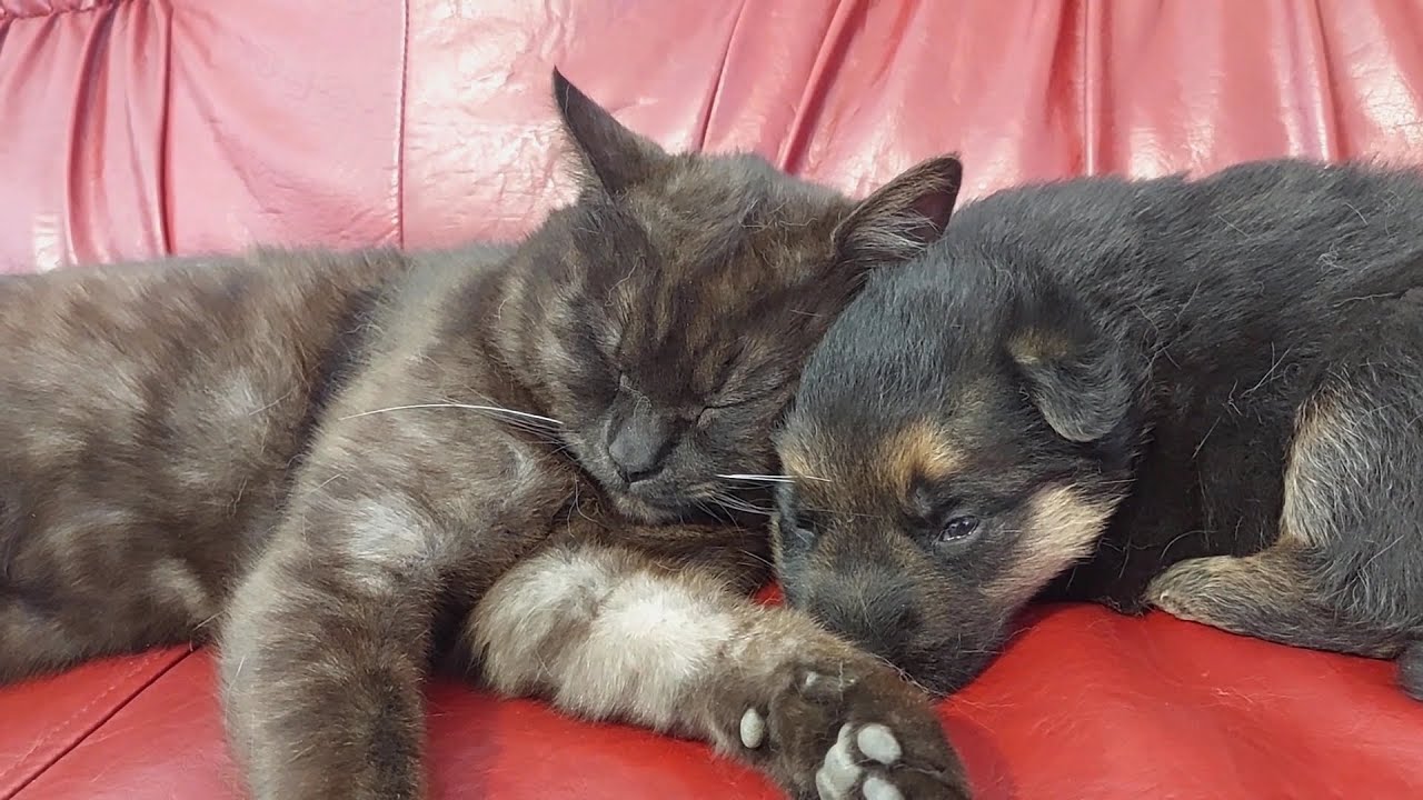 Cat Hugging German Shepherd Puppy and put him to sleep - YouTube