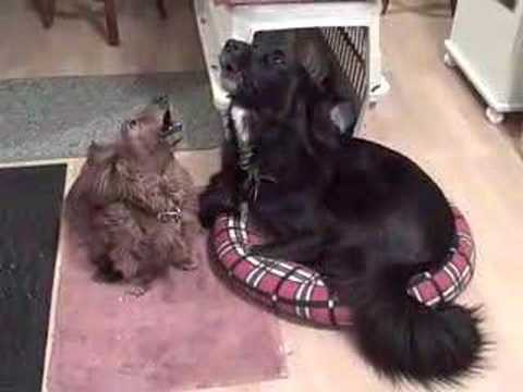Dogs DACHSHUND HOWLING with SCREAMING Umbrella COCKATOO NANA - YouTube