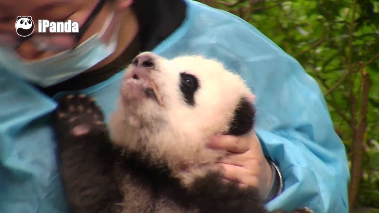 Panda nanny shows how to feed a baby right - YouTube
