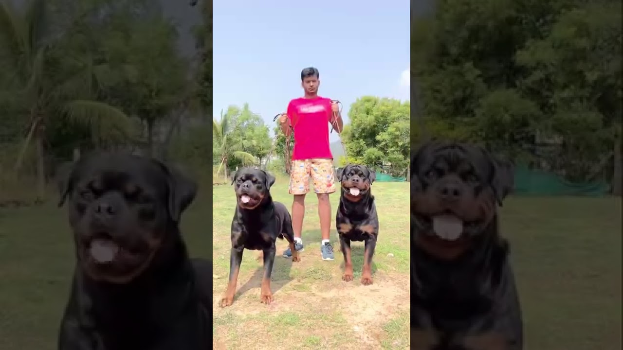 Indian Rottweiler kennel - YouTube
