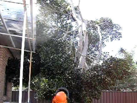 Tree Rigging - http://www.sydneytreeworks.com.au Sydney Tree Works ...