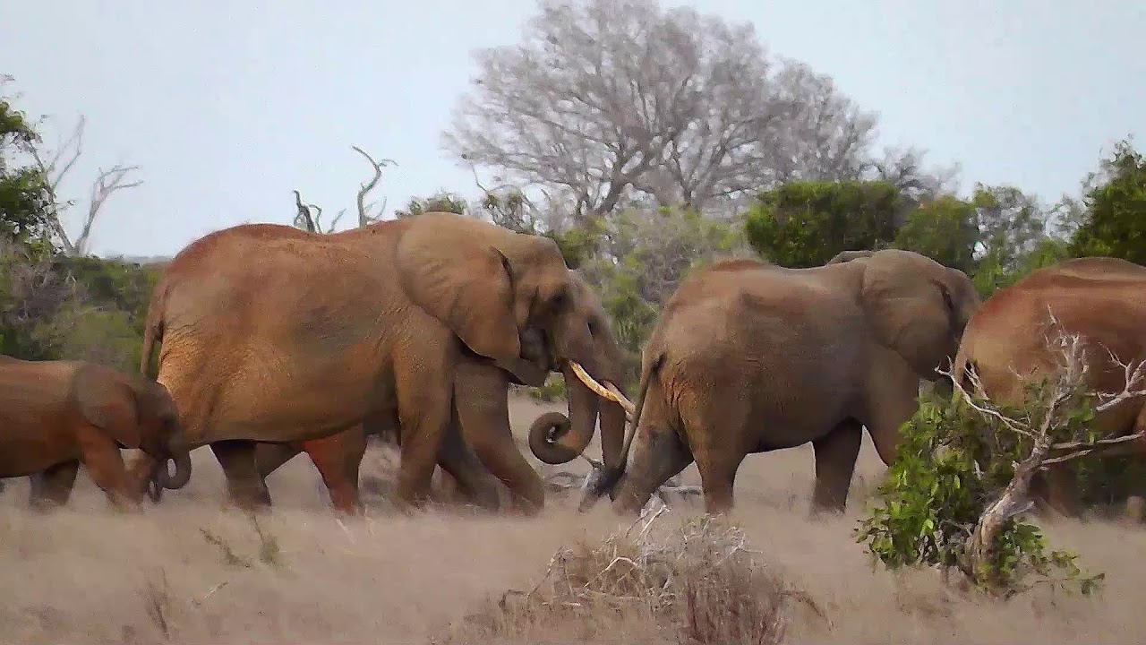 Herd Elephant on the move - YouTube