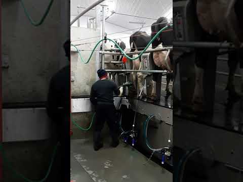 Wow!!! That's clean milking! 50 cow GEA rotary carousel parlor - YouTube