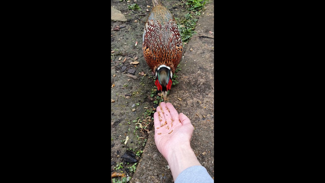 Hand Feeding a friendly Pheasant - YouTube