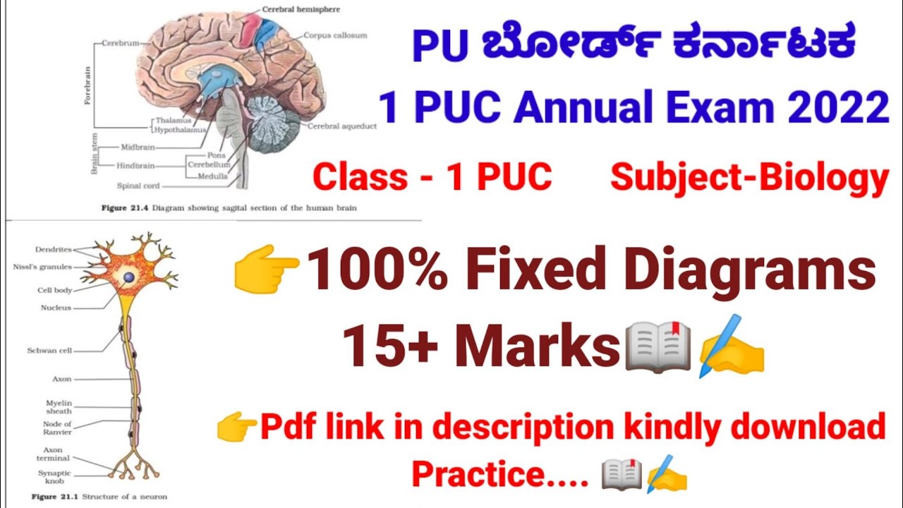 1 puc biology annual exam most important diagrams ಕರ್ನಾಟಕ pu ಬೋರ್ಡ್ ...