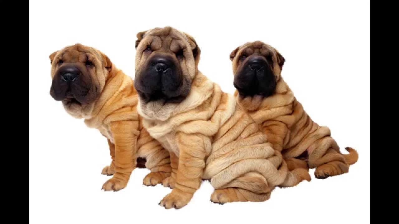 Special Dogs - YouTube