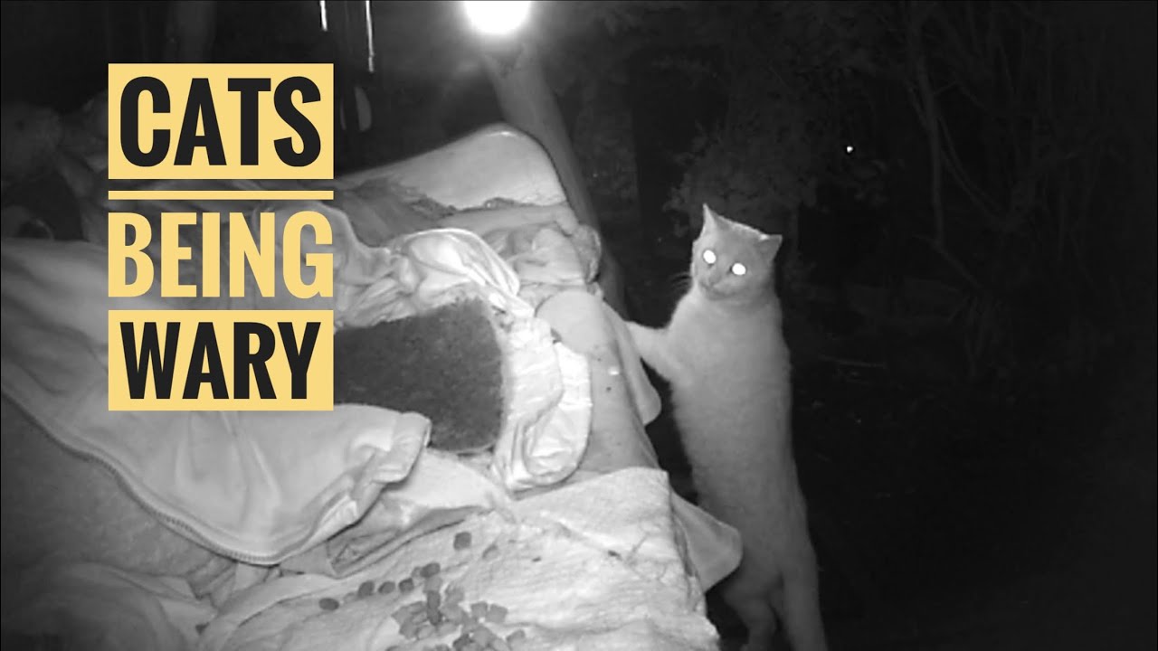 Cats being wary because of foxes about - YouTube