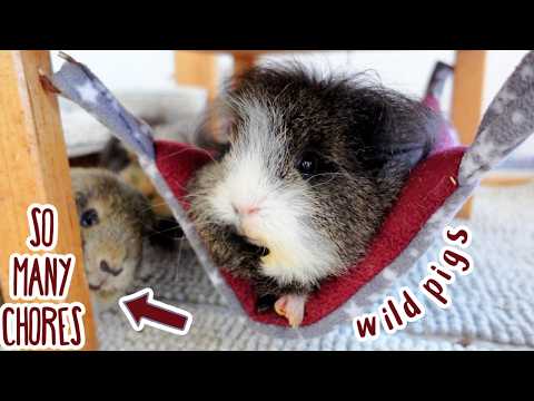 Guinea Pig Morning Chores