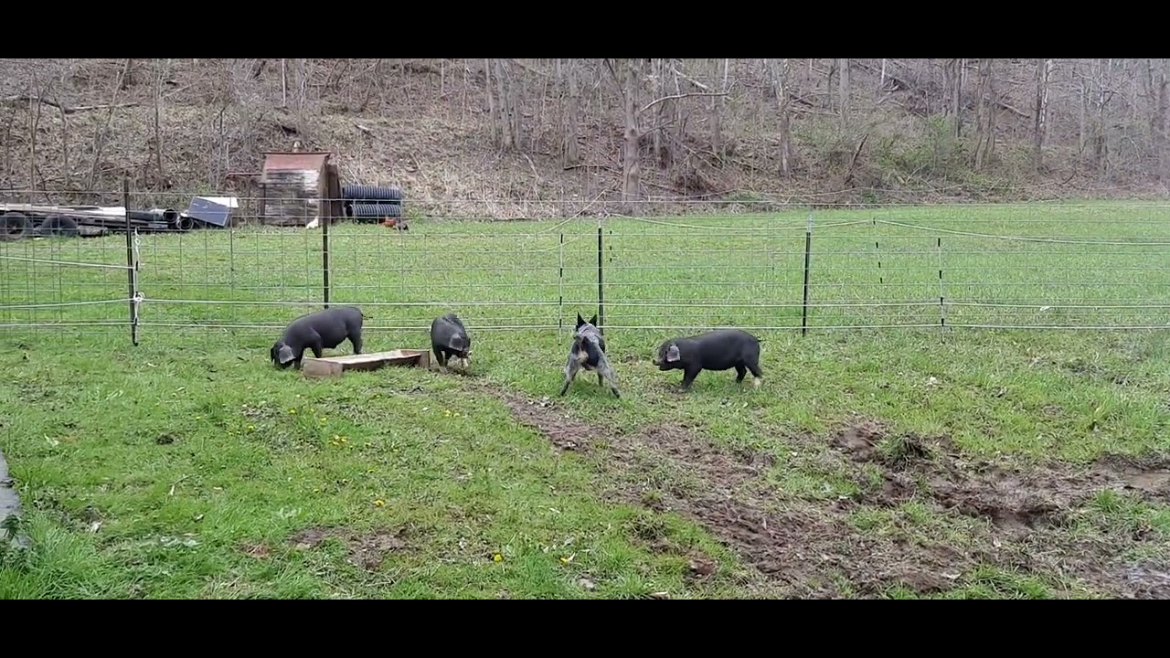 new hog set up ibc feeder and water builds - YouTube