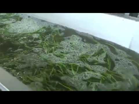 ProEx Food Flume Washer for Green Beans - YouTube