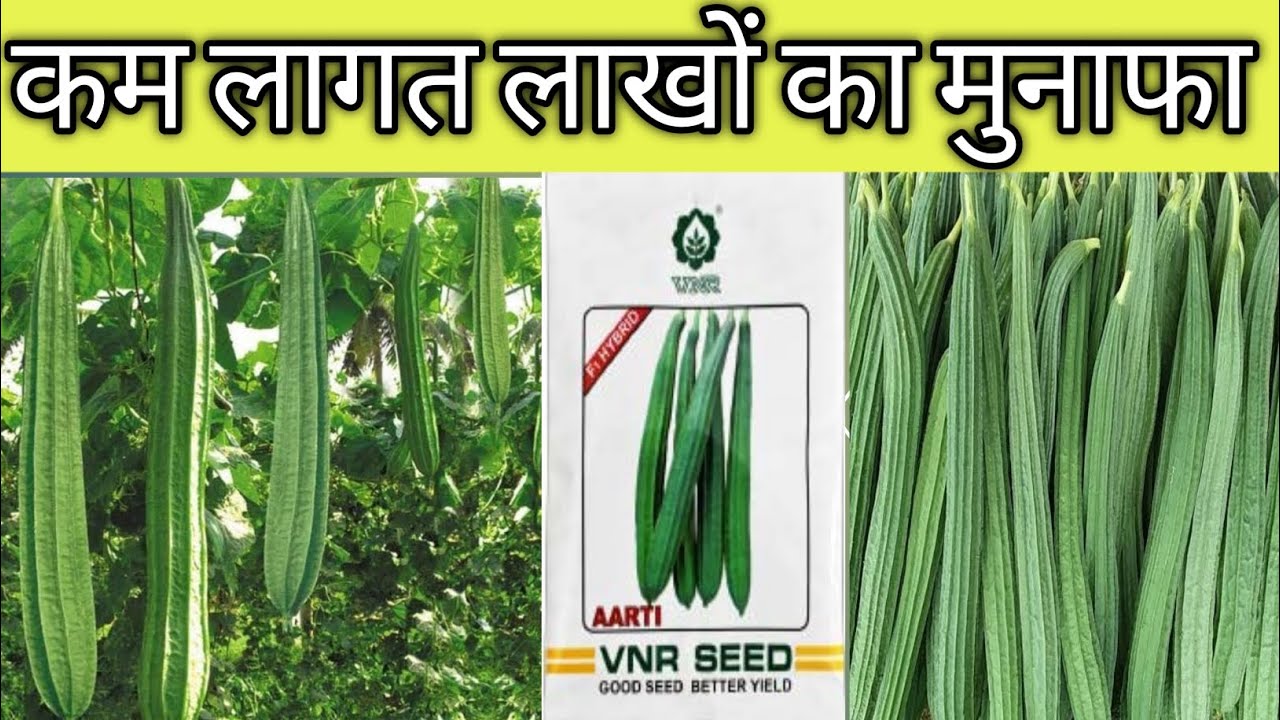 Ridge gourd Farming//तुरई की खेती//AARTI RIDGE //@TheSONofFARMER ...