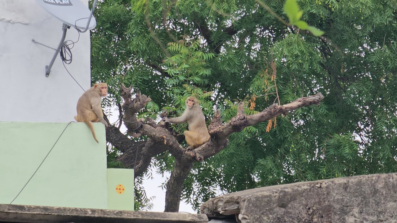 monkey stunt - YouTube