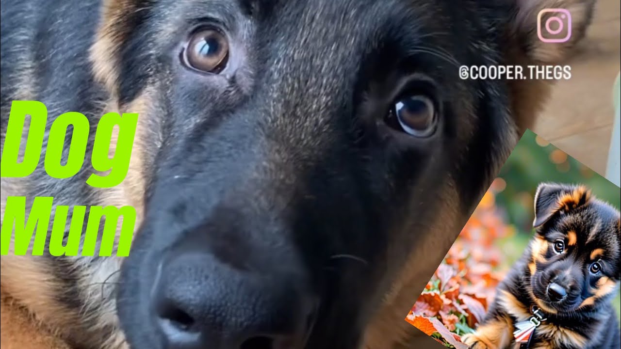 I’m a dog mum ️💕🐾🐾🐾 - YouTube