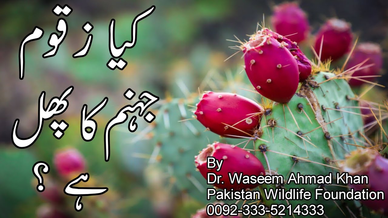 Kya Thor \ Zaqoom Jahanum Ka Poda Hai ? Is Cactus Plant of Hell ...