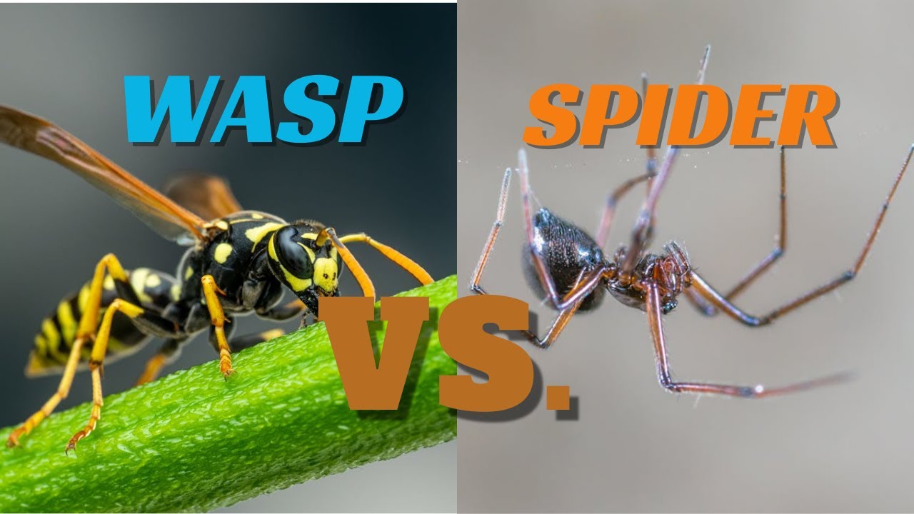Wasp vs Spider, Wildlife Epic Fights - YouTube