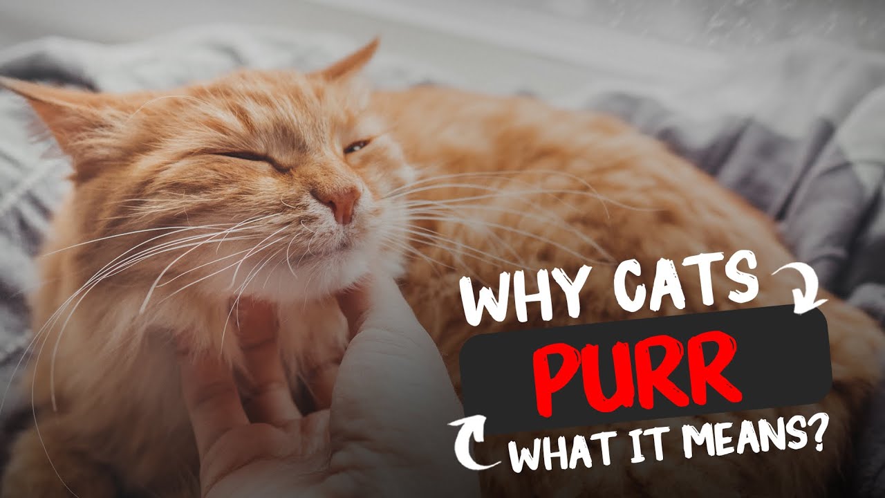 Reasons Why Cats Purr & What It Means? - YouTube