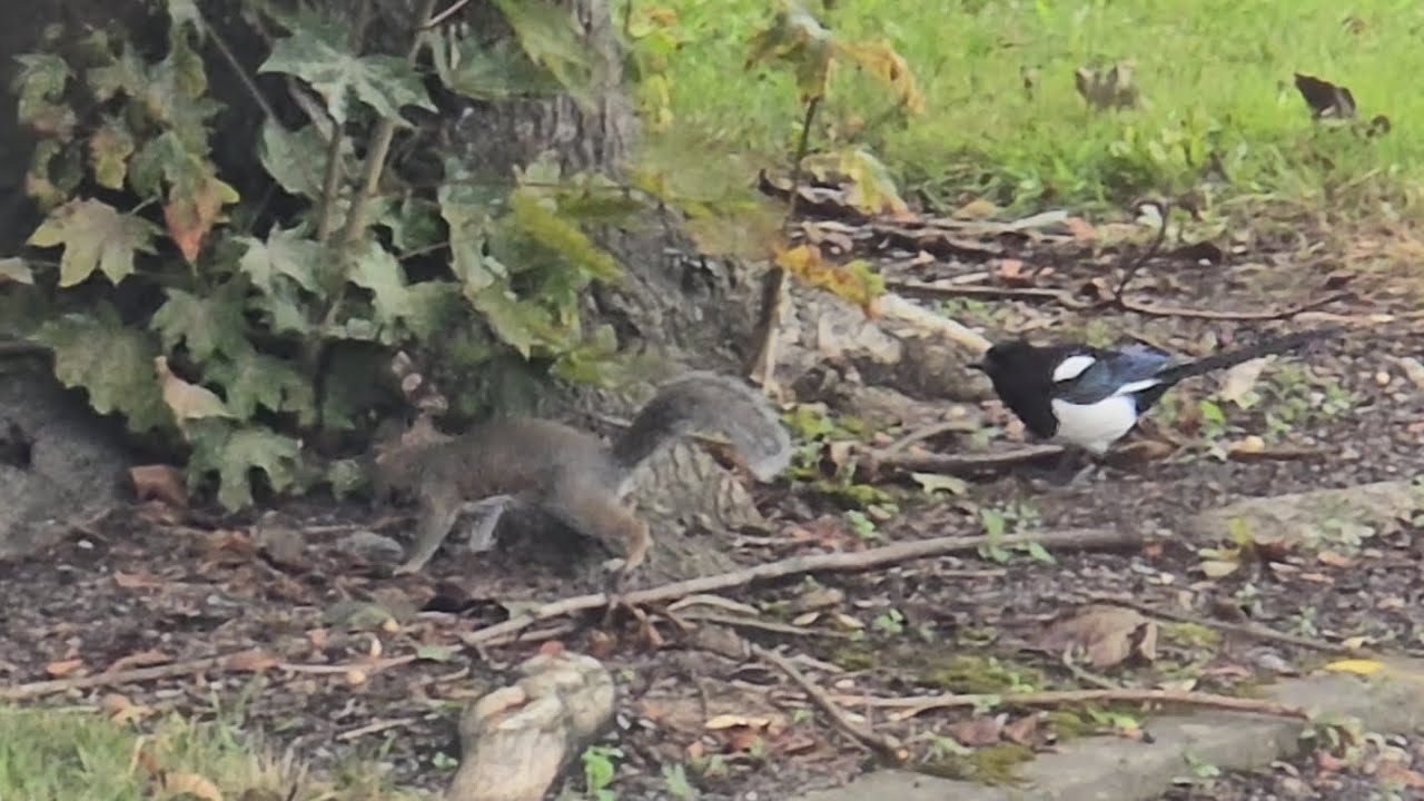 Magpie vs Squirrel: A Backyard Chase! - YouTube