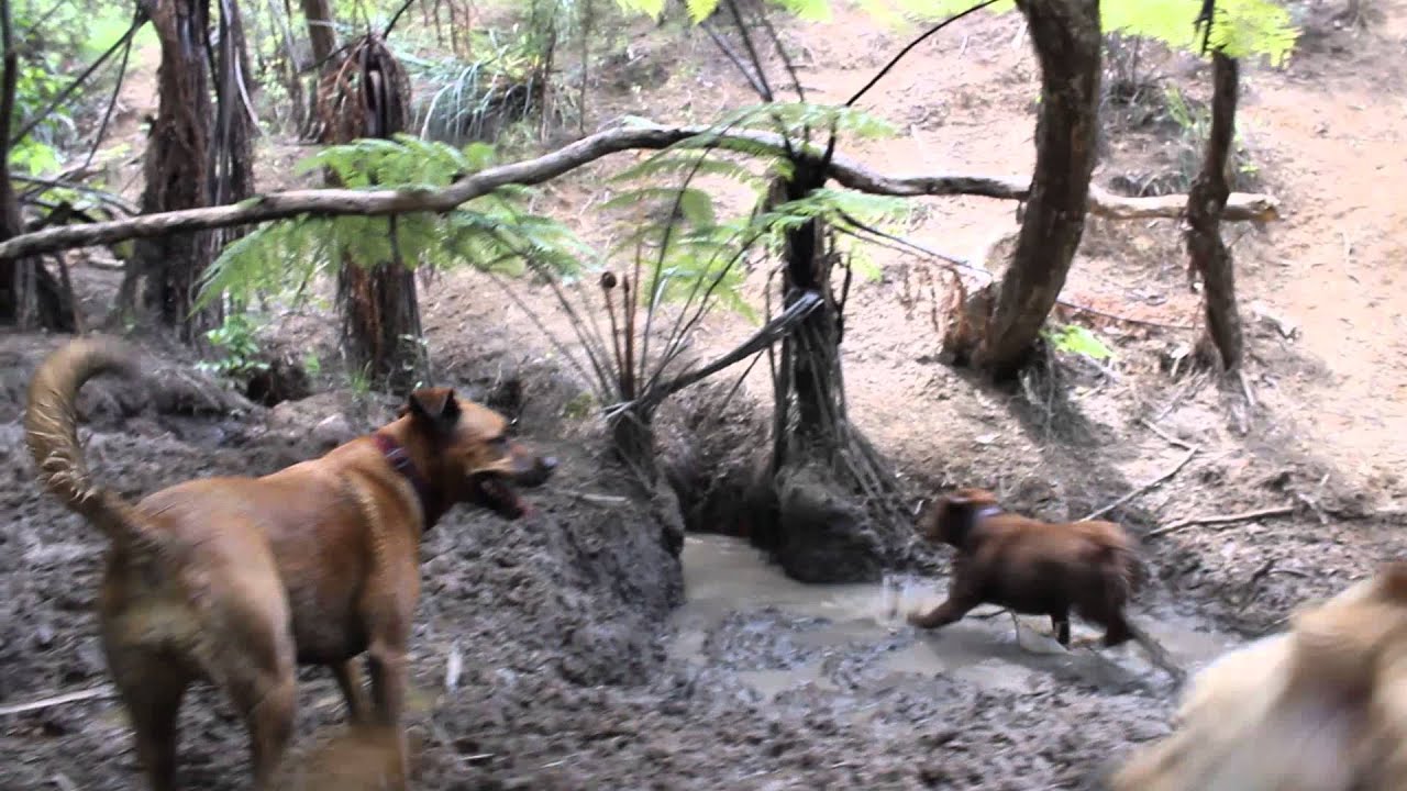 K9 HEAVEN (West Auckland, NZ) - November 2013 - Bush bashing with a big ...